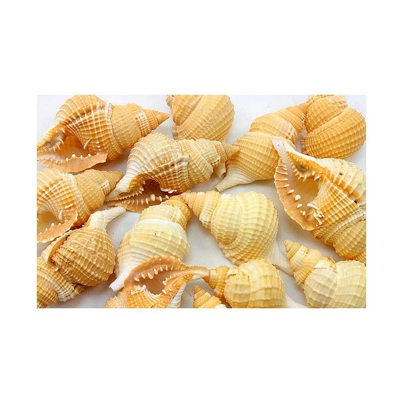 DISTORSIO RETICULATA para decorar com el fondo marino